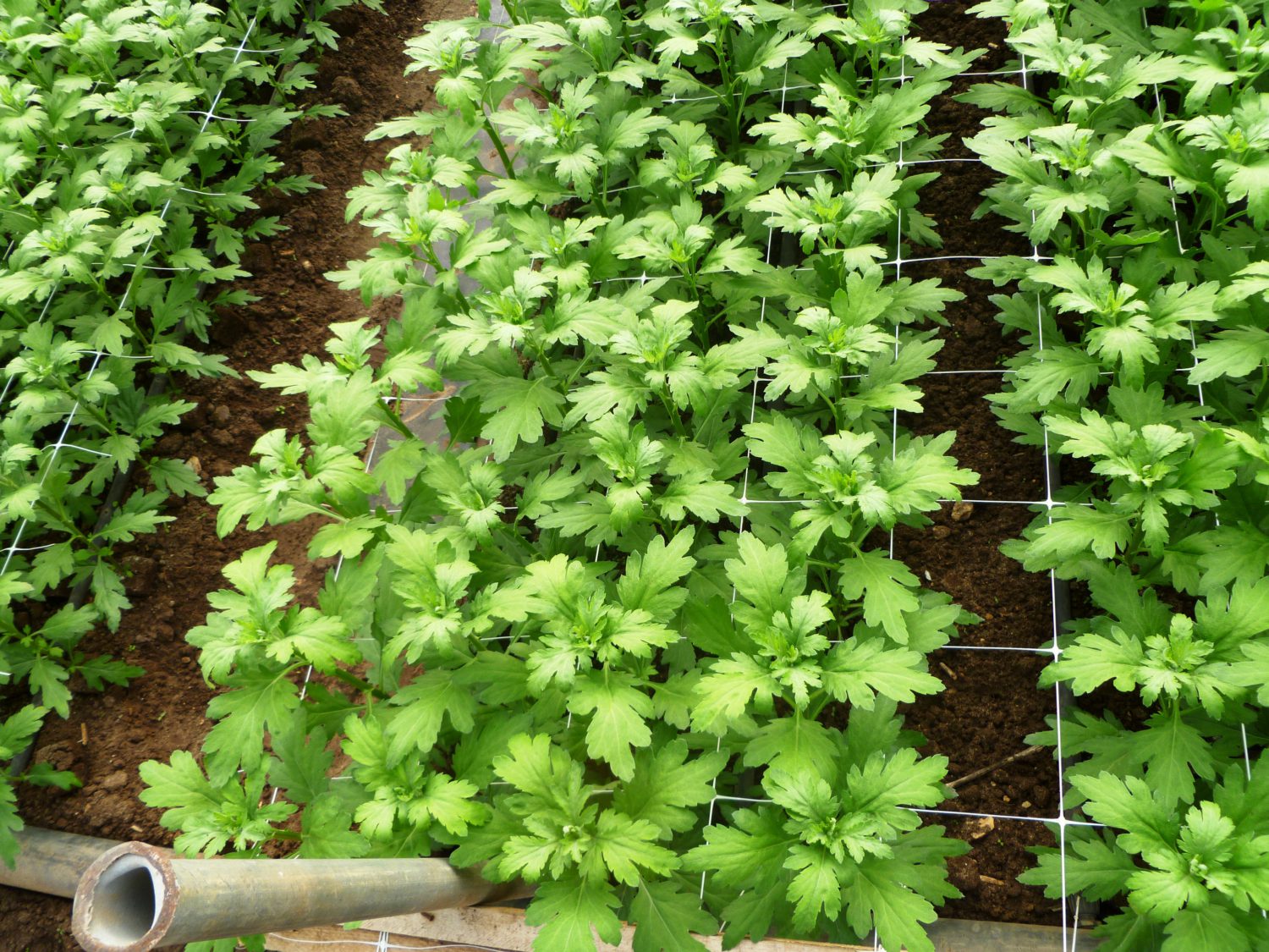 hortonova_floricoltura_05 - Agrintech